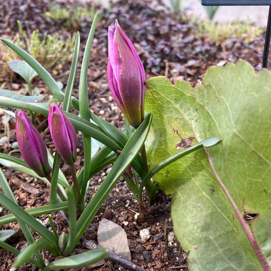 OBP Blooming Place - OBP Bloomng Place